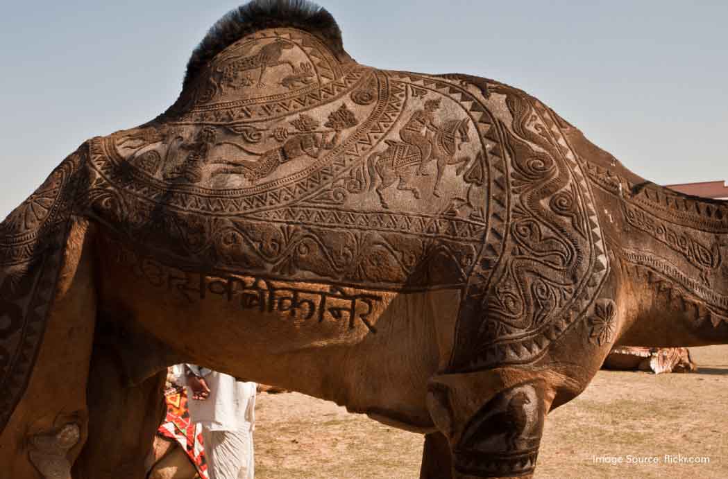Bikaner Camel Festival 2024: Tales of Camels, Colours and Competitions