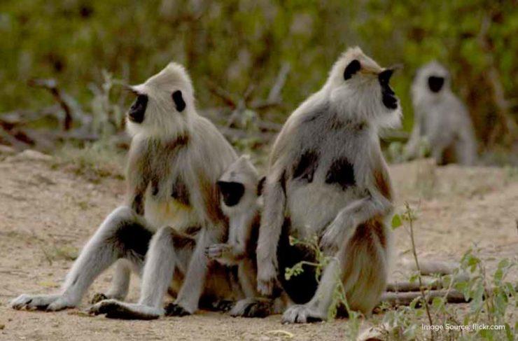 Unveiling 19 Attractions in Idukki: A Paradise in the Heart of Kerala