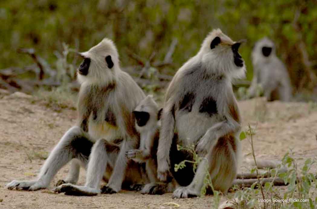 Unveiling 19 Attractions in Idukki: A Paradise in the Heart of Kerala