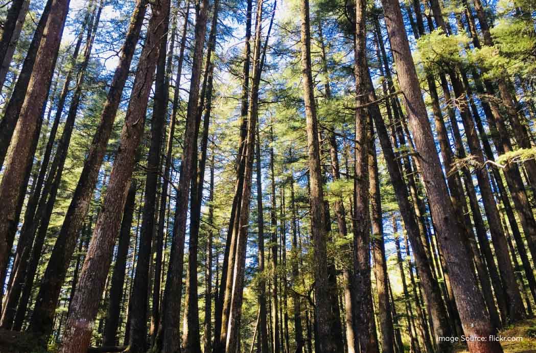 9 Places to Visit in Lansdowne: A Traveller's Handbook to Natural Splendour