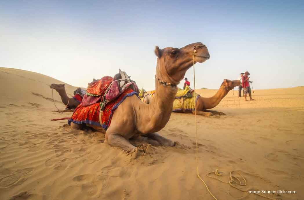 Desert Safari Destinations in India: Bactrian Camels, Yaks to Roaring Jeeps