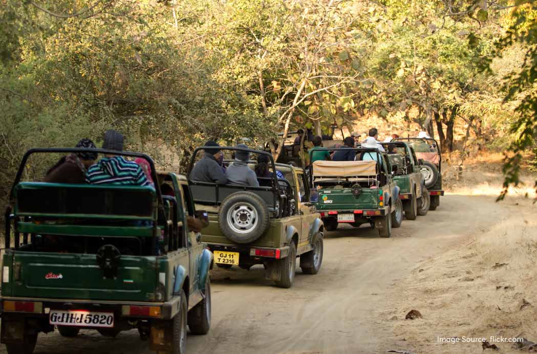 Roaring Pride: A Comprehensive Guide to Gir National Park