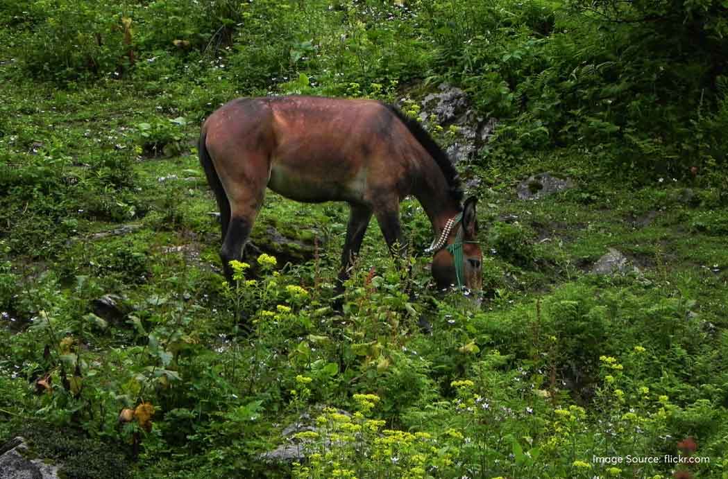 Mapping through the 11 Spellbinding Places to Visit in Auli