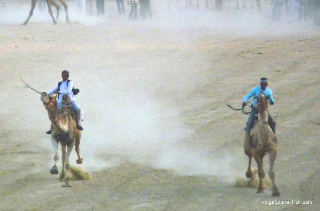 Bikaner Camel Festival 2024: Tales of Camels, Colours and Competitions
