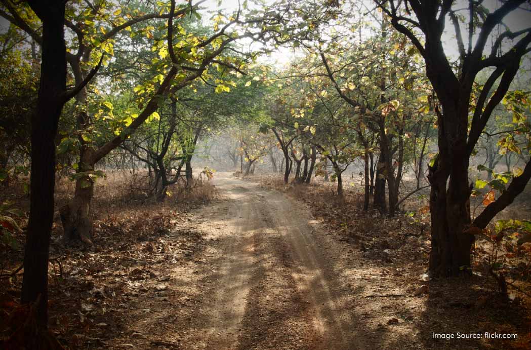 Roaring Pride: A Comprehensive Guide to Gir National Park