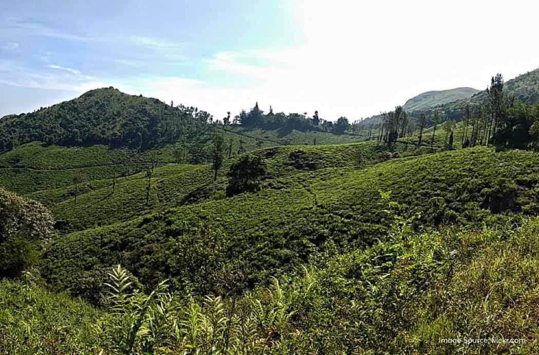 Coffee Plantations in India: The 7 Off-Beat Places to Visit for ...