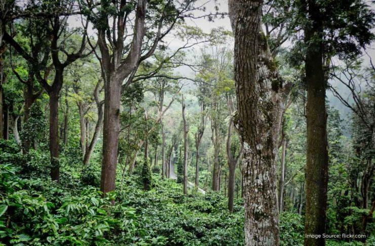 Coffee Plantations in India: The 7 Off-Beat Places to Visit for ...