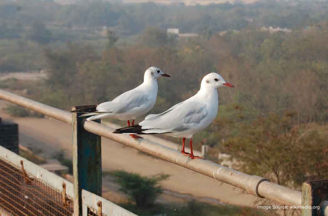 From Dhoklas to Desserts: 20 Top-Rated Places to Visit in Rajkot