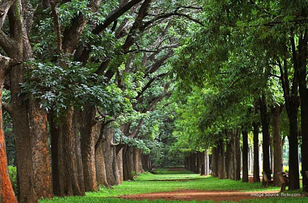 Cubbon Park 2024: History, Timings, Latest Updates and More