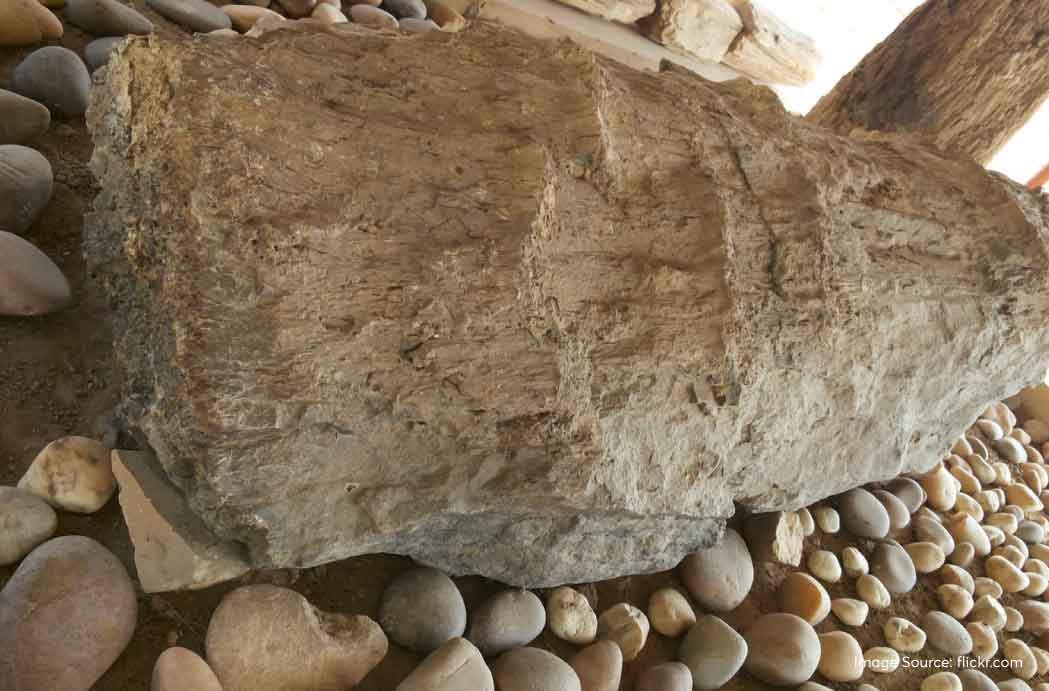 Fossil Parks in India: Majestic Dinosaurs, Mysterious Trees and More!