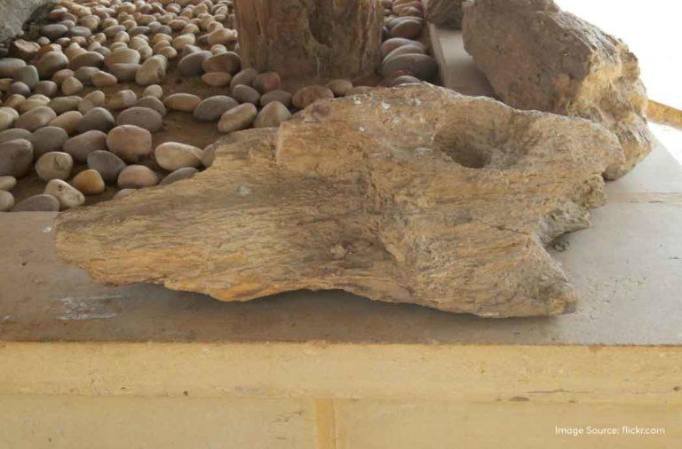 Fossil Parks in India: Majestic Dinosaurs, Mysterious Trees and More!