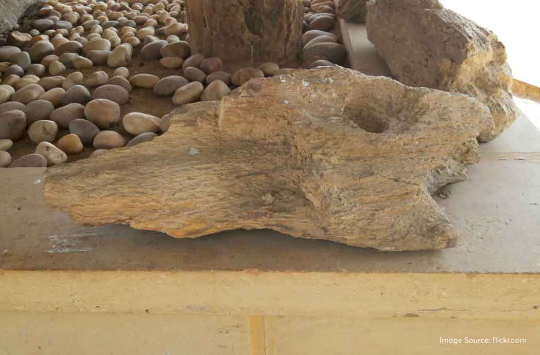 Fossil Parks in India: Majestic Dinosaurs, Mysterious Trees and More!