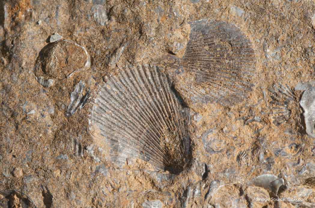 Fossil Parks in India: Majestic Dinosaurs, Mysterious Trees and More!