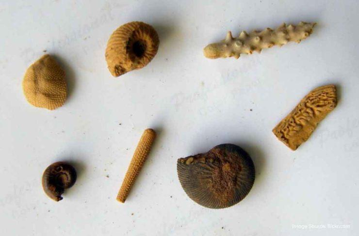 Fossil Parks in India: Majestic Dinosaurs, Mysterious Trees and More!