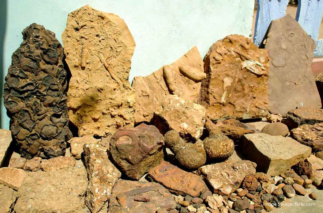 Fossil Parks in India: Majestic Dinosaurs, Mysterious Trees and More!