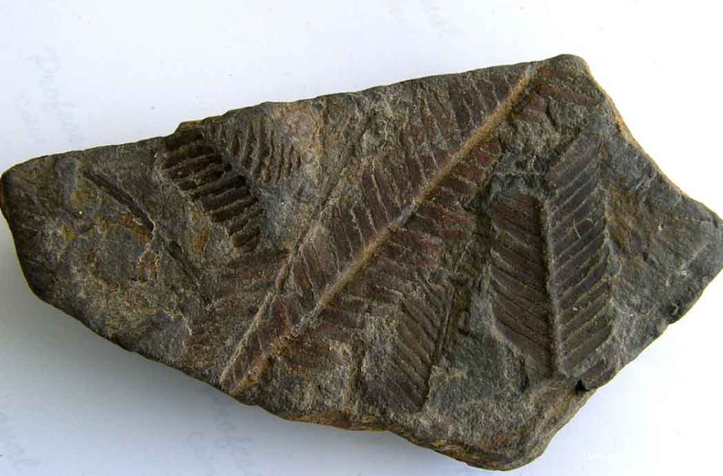 Fossil Parks in India: Majestic Dinosaurs, Mysterious Trees and More!