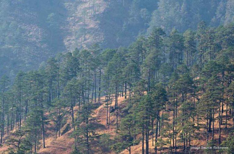 Dong Valley: Explore The Place Where India Awakens to the First Light