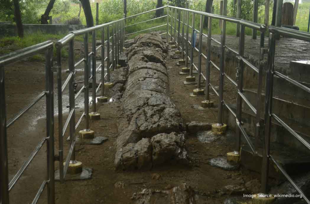 Fossil Parks in India: Majestic Dinosaurs, Mysterious Trees and More!