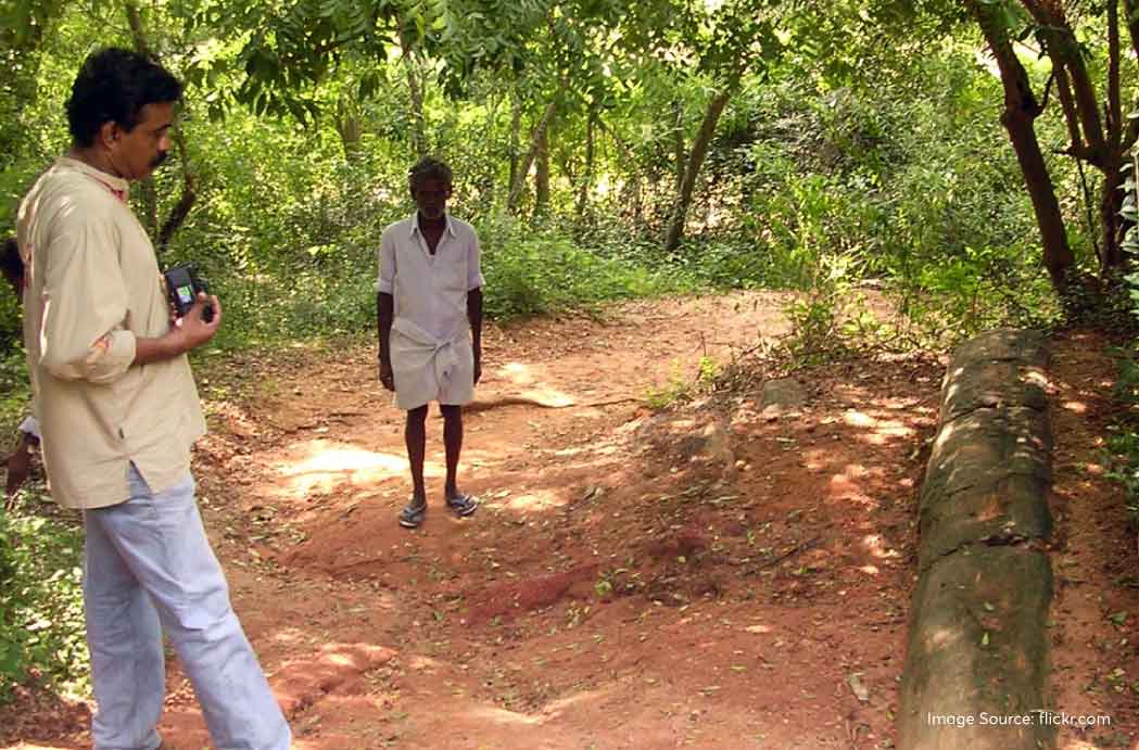 Fossil Parks in India: Majestic Dinosaurs, Mysterious Trees and More!