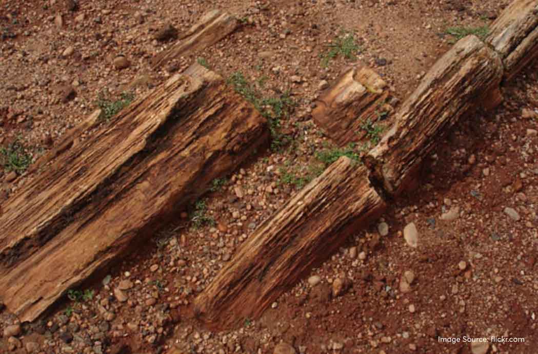 Fossil Parks in India: Majestic Dinosaurs, Mysterious Trees and More!