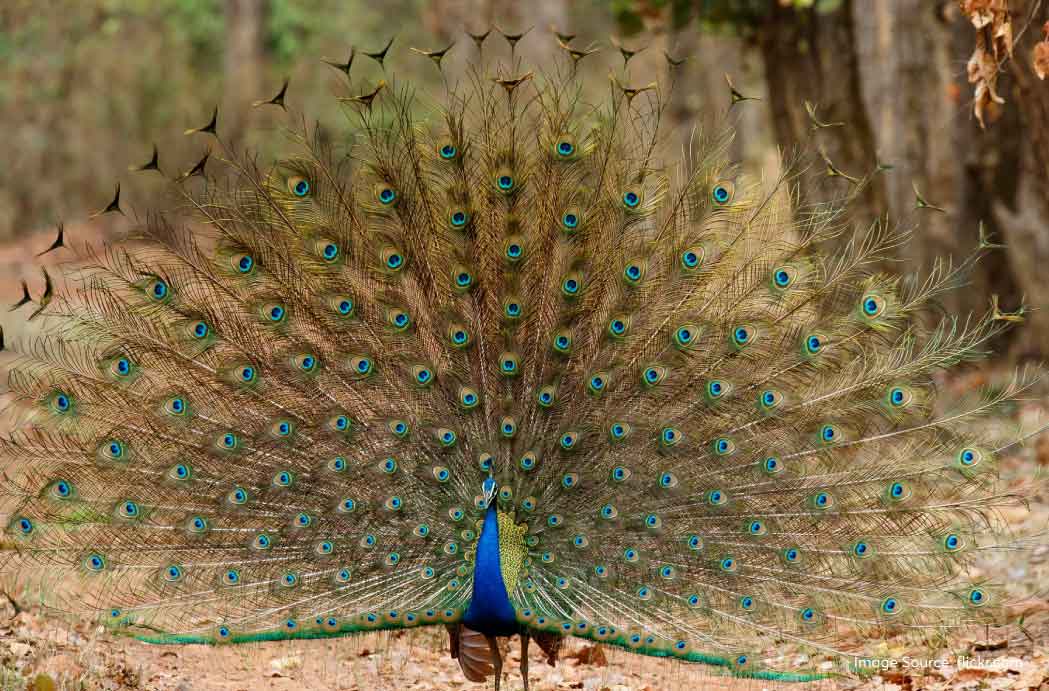 14 Places to Visit in Cuttack: Immersive Experiences in Odisha's Historic Gem