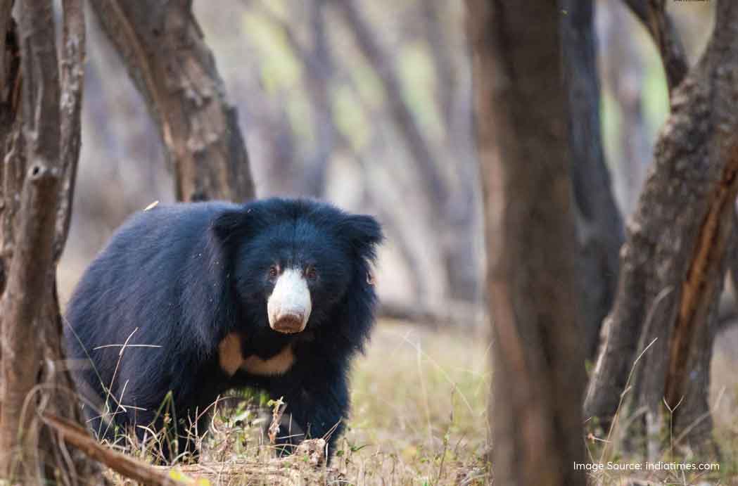 13 Places to Visit in Ratlam: Discovering the Rich Heritage and Nature