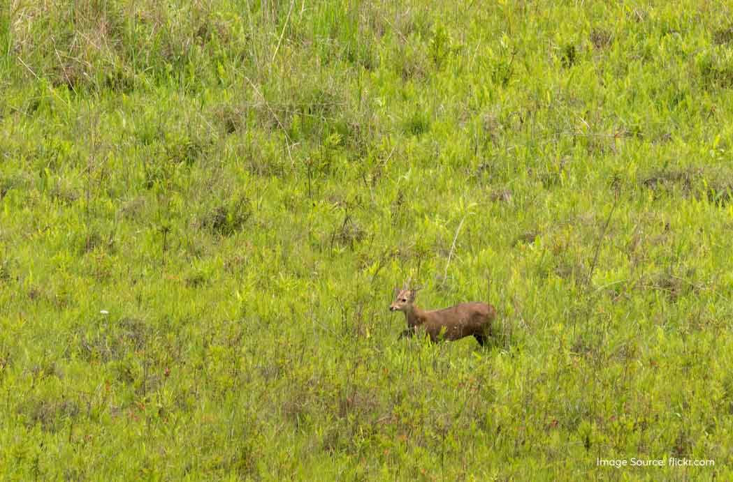 Loktak Lake: An Ecological Marvel Known for Its Exotic Phumdis