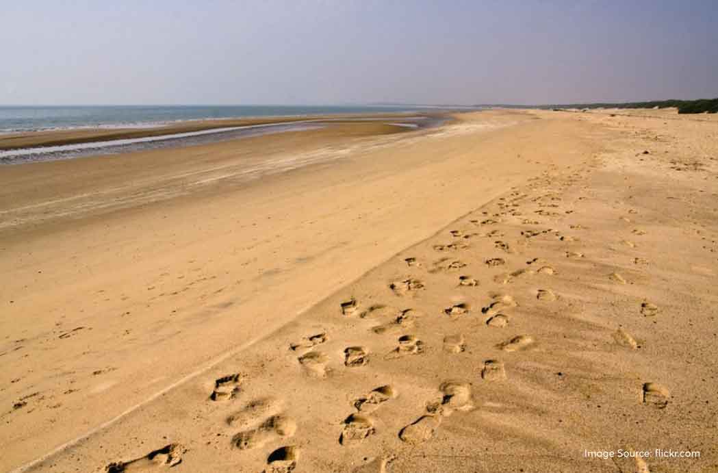 11 Places to Visit in Mandvi: Beachy Treasures to Opulent Experiences