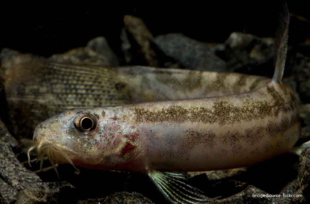 Aquariums in India: A Dive into the World of Fins, Reefs and Marine Marvels