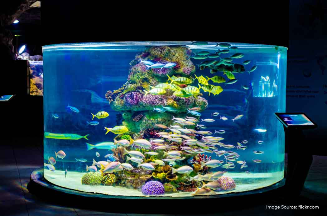 Aquariums in India: A Dive into the World of Fins, Reefs and Marine Marvels
