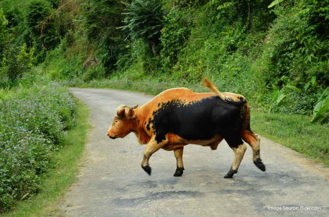 Ziro Valley, Arunachal Pradesh: A Happy Hamlet Away from the Chaos